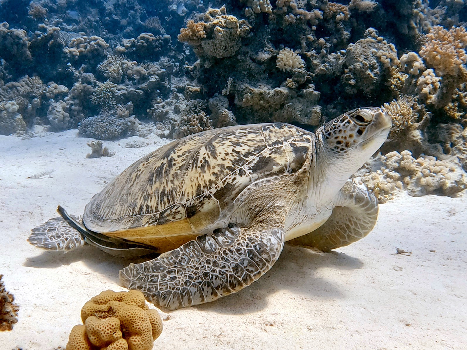 Green Sea Turtle (Chelonia mydas) | Red Sea Creatures
