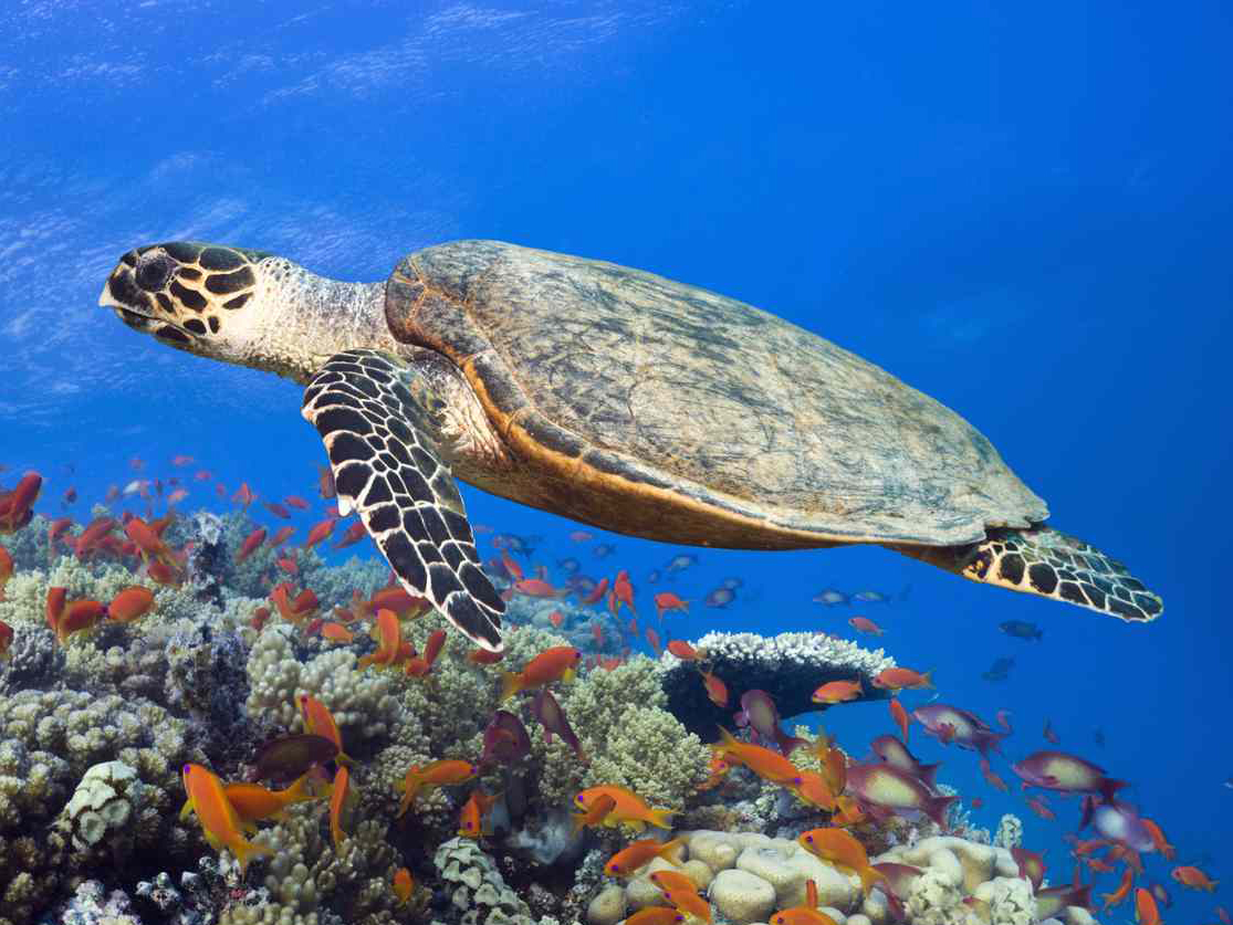 Hawksbill Turtle (Eretmochelys imbricata) | Red Sea Creatures