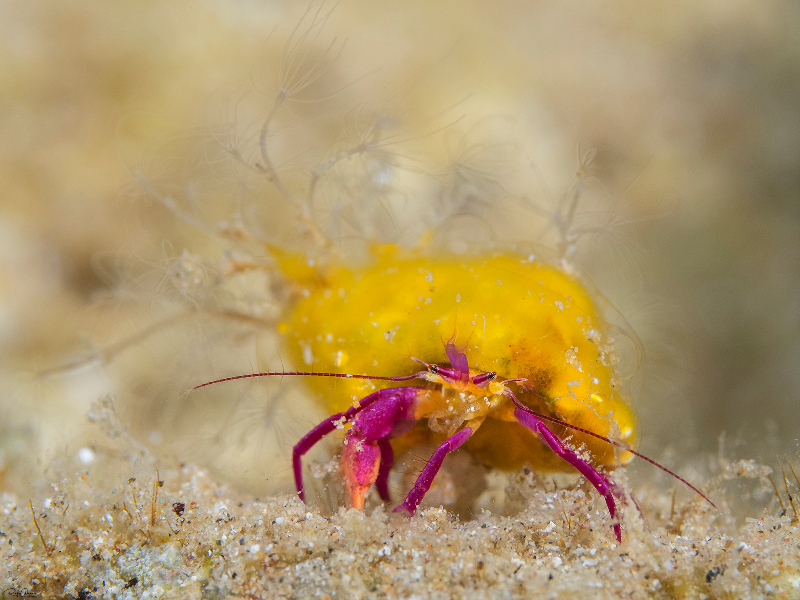 Hermit crabs (Paguroidea) | Red Sea Creatures