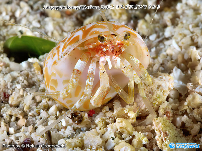 Hermit crabs (Paguroidea) | Red Sea Creatures