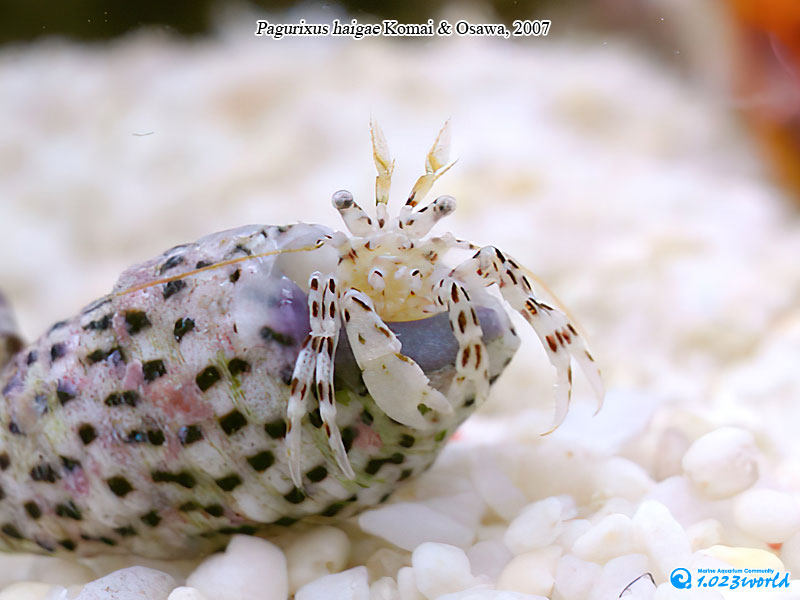 Hermit crabs (Paguroidea) | Red Sea Creatures