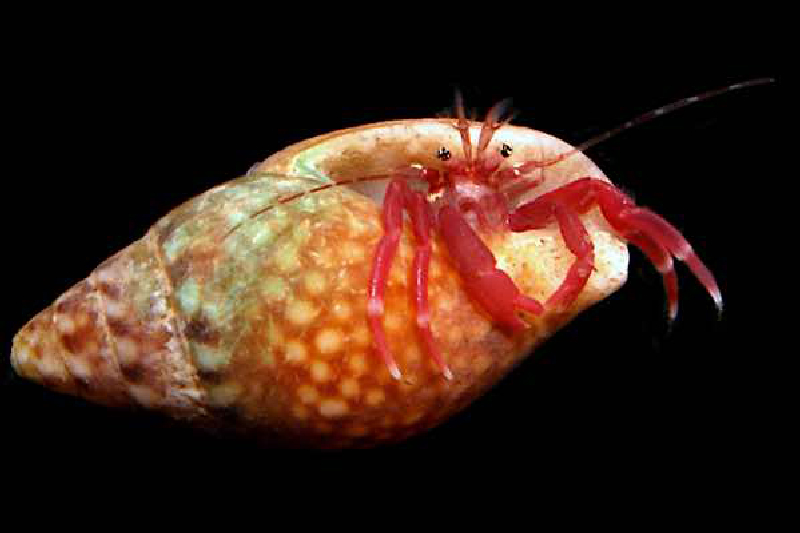 Hermit crabs (Paguroidea) | Red Sea Creatures