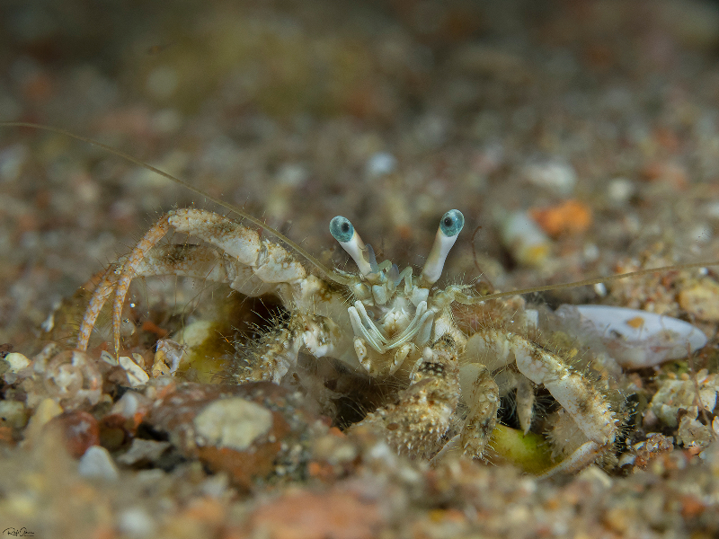 Hermit crabs (Paguroidea) | Red Sea Creatures