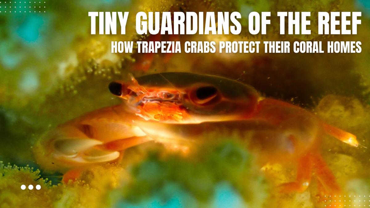 Tiny Guardians of the Reef: How Trapezia Crabs Protect Their Coral ...