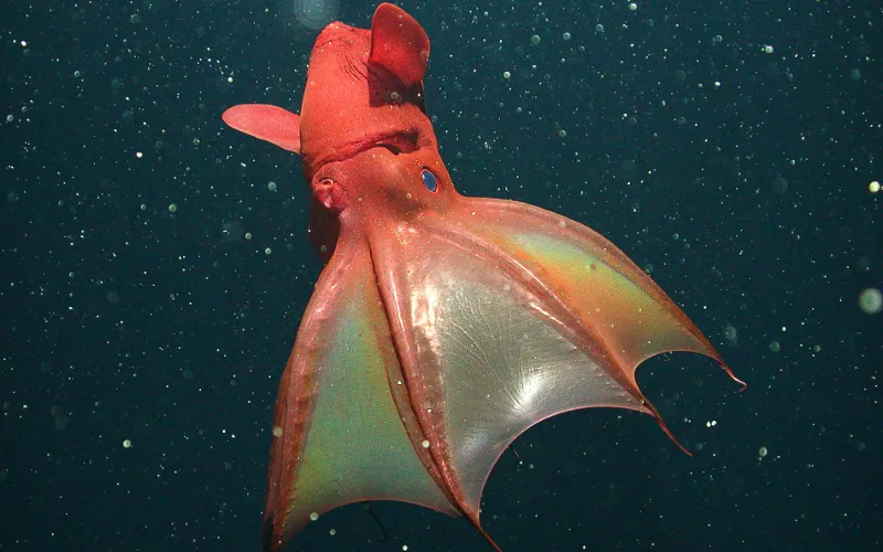 Titan Triggerfish in the Red Sea: Why They Attack and How to Avoid ...