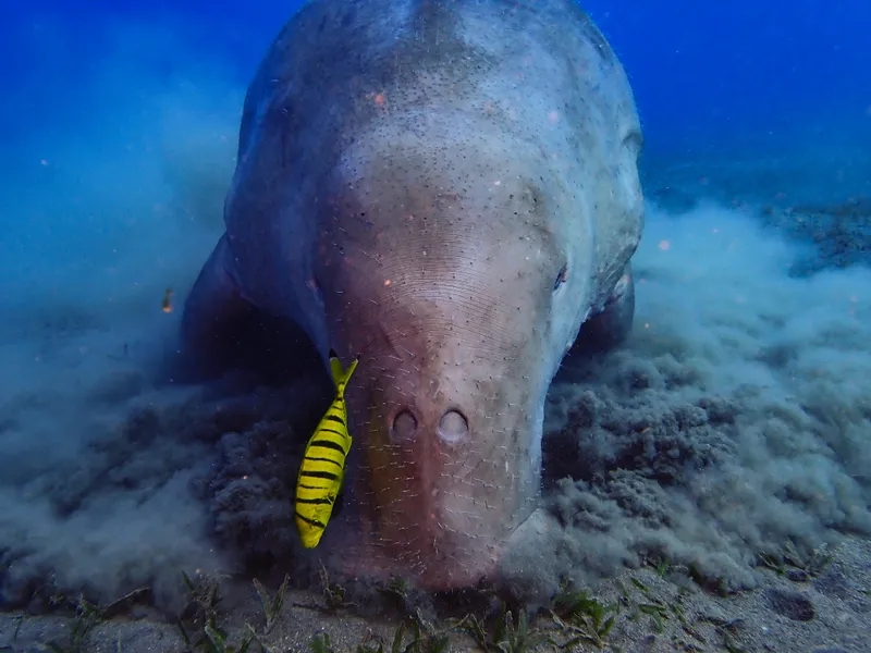 The Dugong: Are We Saying Goodbye to the "Bride of the Sea" Soon? | Red ...