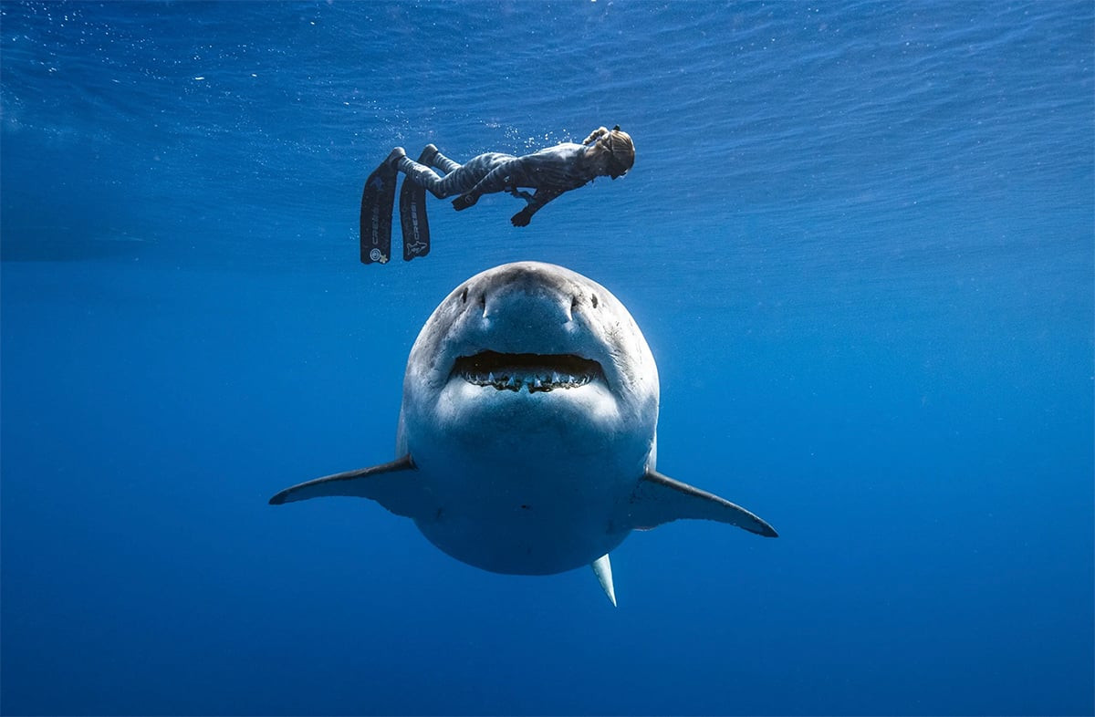 2025 Shark Attack Statistics: Global Trends and Key Insights | Red Sea ...