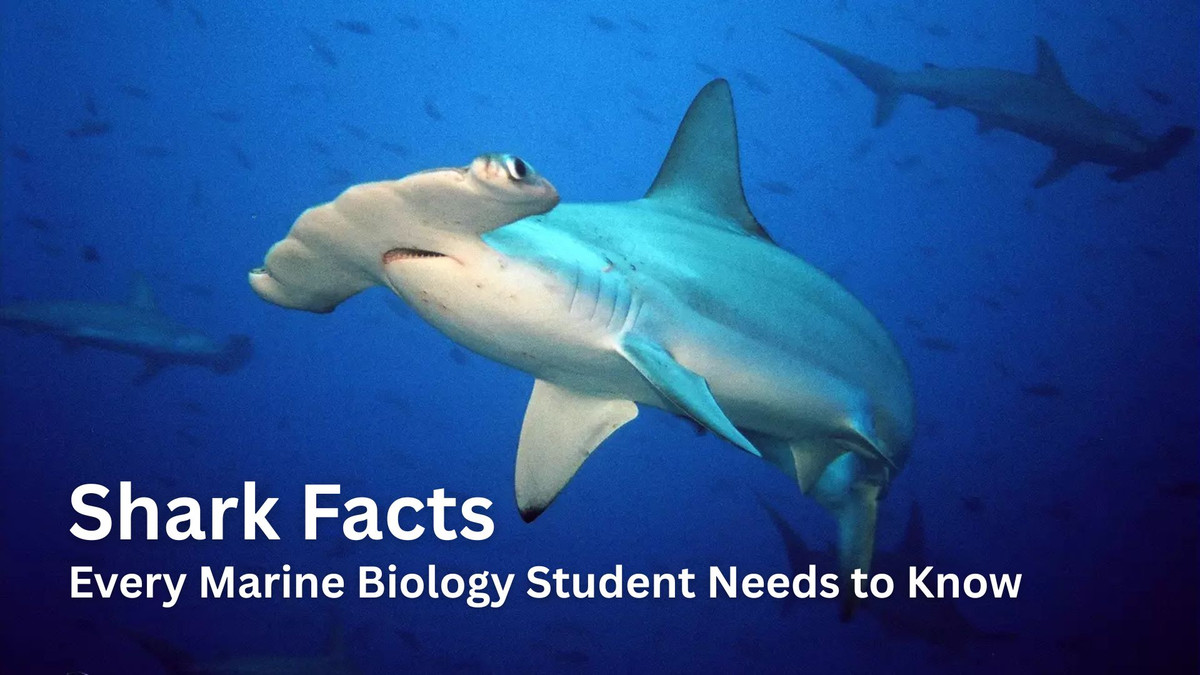 Shark Facts Every Marine Biology Student Needs to Know | Red Sea Creatures